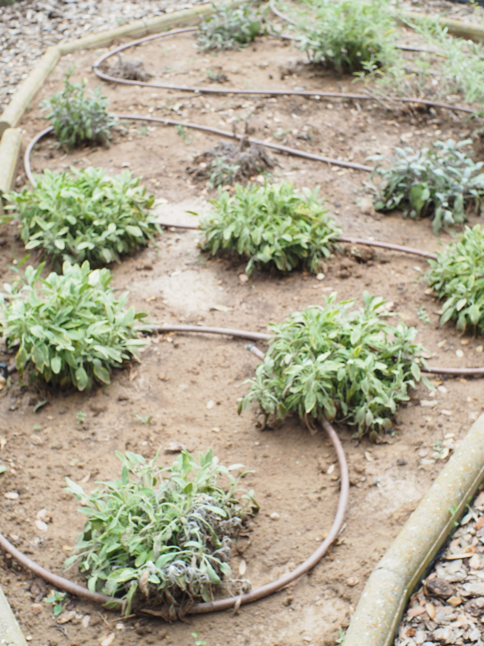 Riego por goteo - Instalación y consejos de montaje.